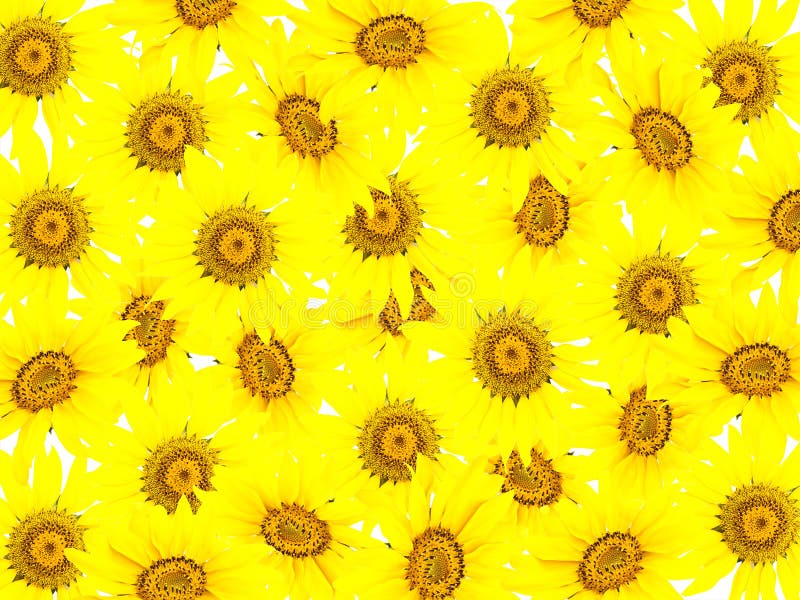 Abstract Background from Young Sunflowers Stock Photo - Image of ...