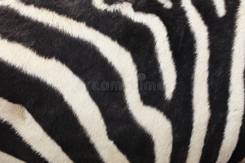Abstract Background of Zebra Stripe Stock Photo - Image of grey, shot ...