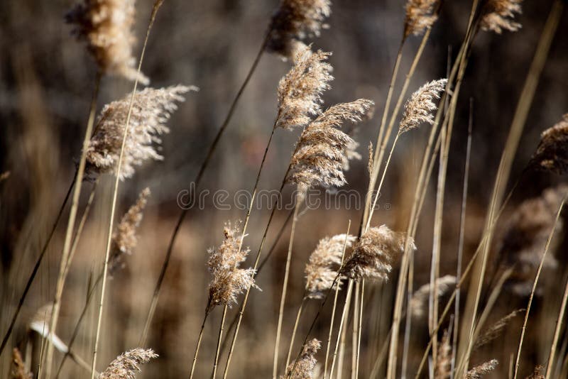 Abstract Backgrounds Conservation Spring Afternoon Brown Tall Grass ...