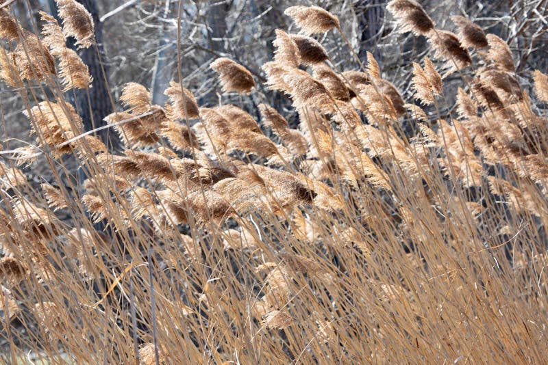 Abstract Backgrounds Conservation Spring Afternoon Brown Tall Grass ...