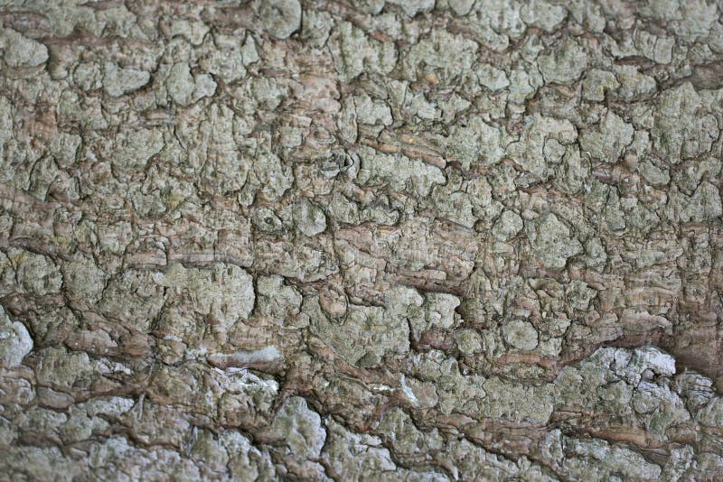 Abstract Backgrounds: Texture Of An Midaged Spruce Tree Bark ~35 Years ...