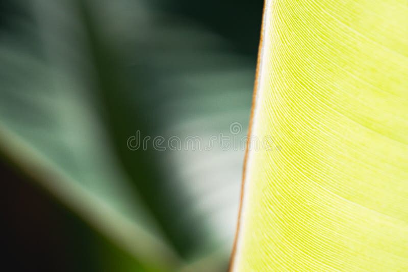 1,843 Banana Leaf Shadow Stock Photos - Free & Royalty-Free Stock ...