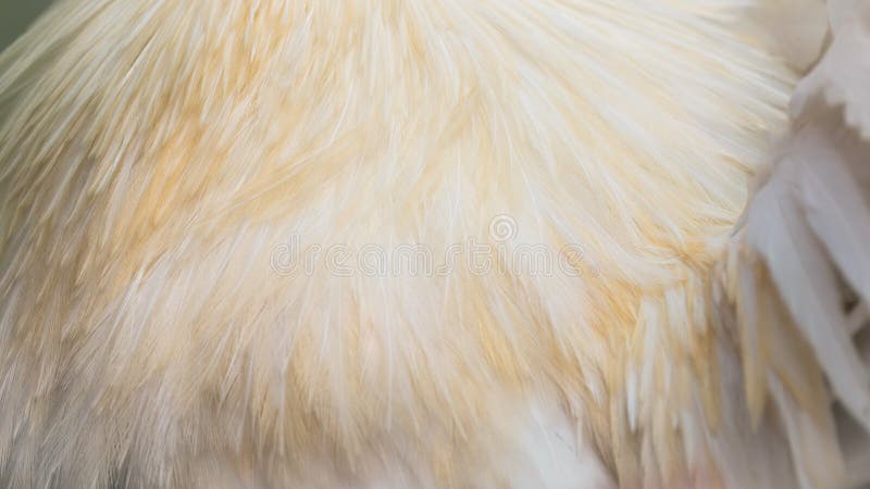 Abstract of the Bantam Feathers Stock Image - Image of beak, natural ...