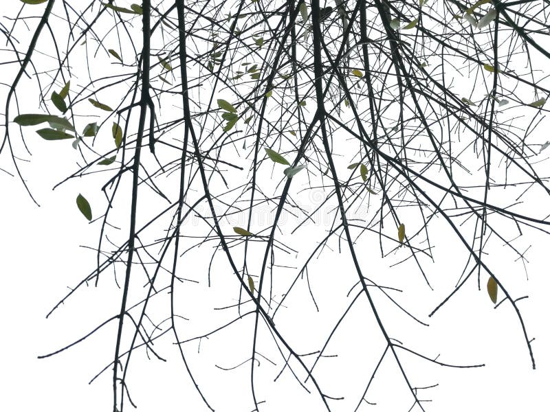 Abstract of Bare Tree, Branches of the Tree. Fallen Leaves. Stock Image ...