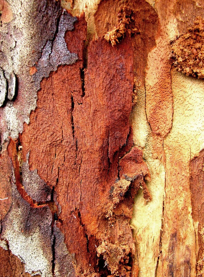 Abstract Bark Background 3 stock photo. Image of tree - 27060914