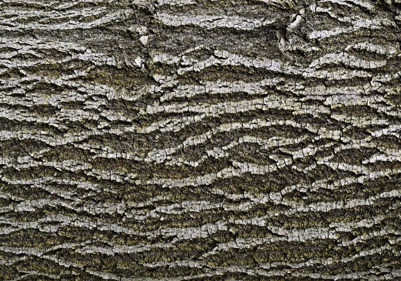 Abstract Bark of Deciduous Tree Stock Photo - Image of weathered ...