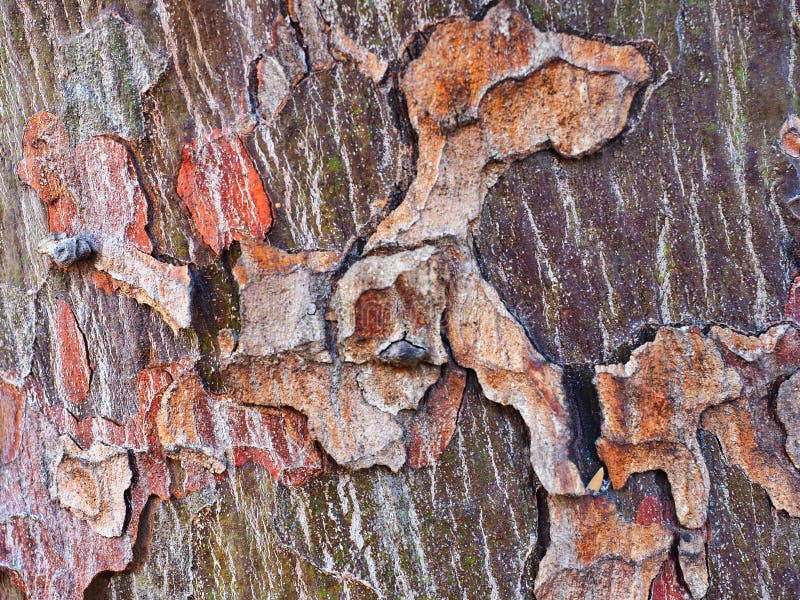 Abstract Bark Pattern, Australian Native Tree Stock Photo - Image of ...