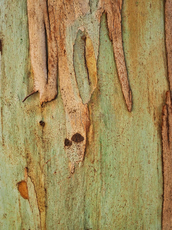 Abstract Bark Pattern on Native Australia Tree Stock Photo - Image of ...