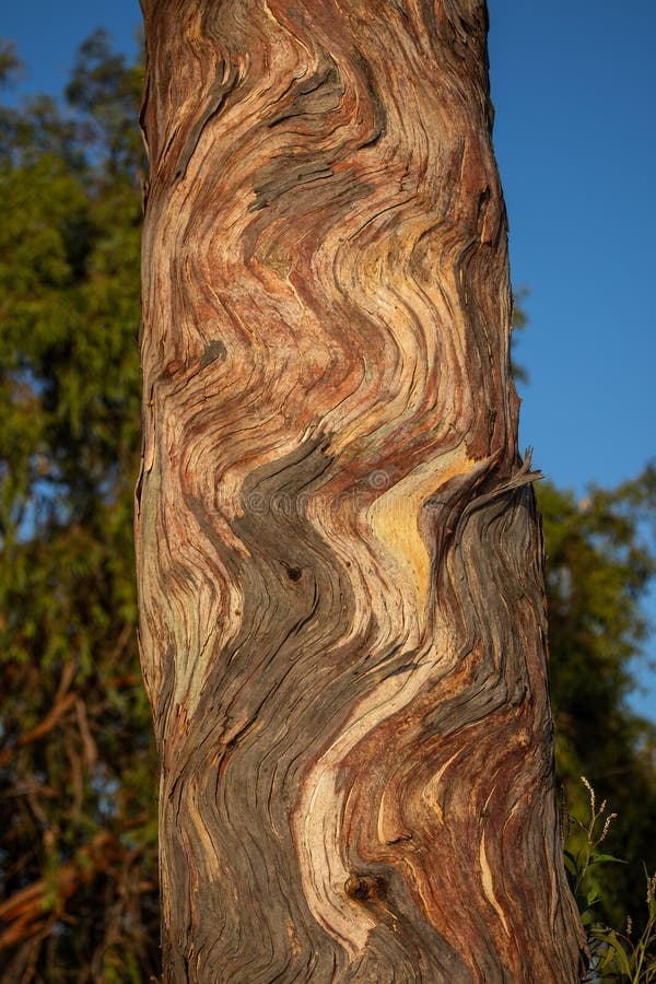 3,074 Gum Tree Bark Stock Photos - Free & Royalty-Free Stock Photos ...