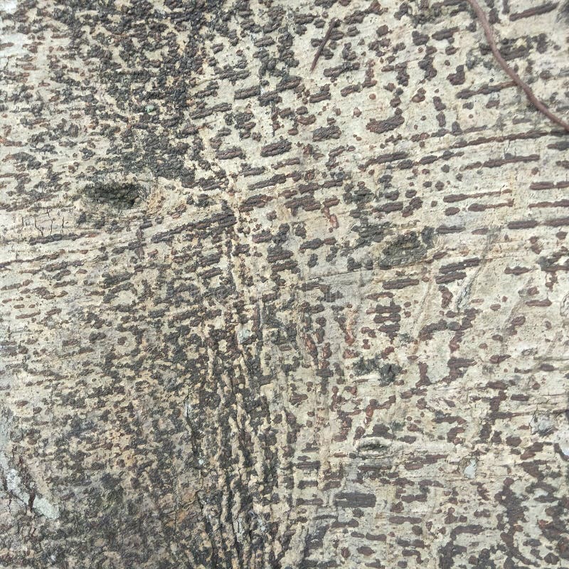 Abstract Bark Simple Pattern Nice for Background Stock Image - Image of ...