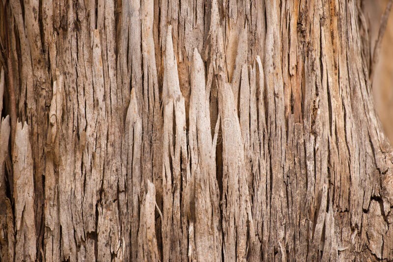 Karri Tree stock image. Image of angular, bunched, augusta - 54135141