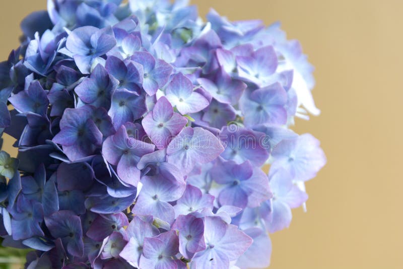 Blue Hydrangea Banner, Abstract Beautiful Flower Background with Copy ...