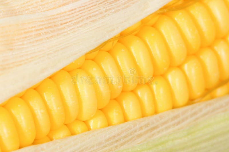 Abstract beautiful corn stock photo. Image of nutrition - 61517404