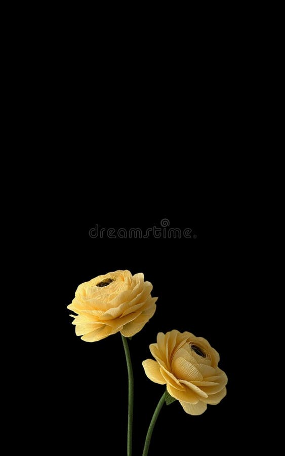 Abstract Beautiful Spring Rose Flowers on Copy Space Background. Rose ...