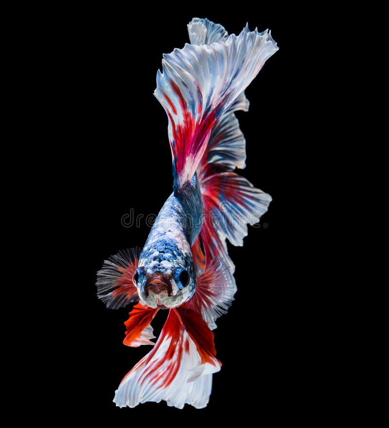 Abstract Beautiful Tail of Fish Stock Photo - Image of competition ...
