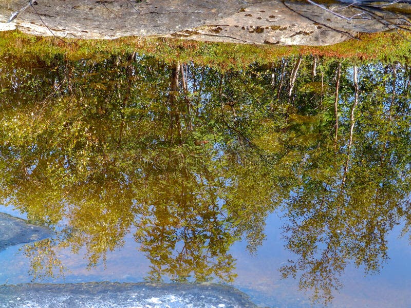 Abstract and Beautiful Tree Reflections of Water Stock Image - Image of ...