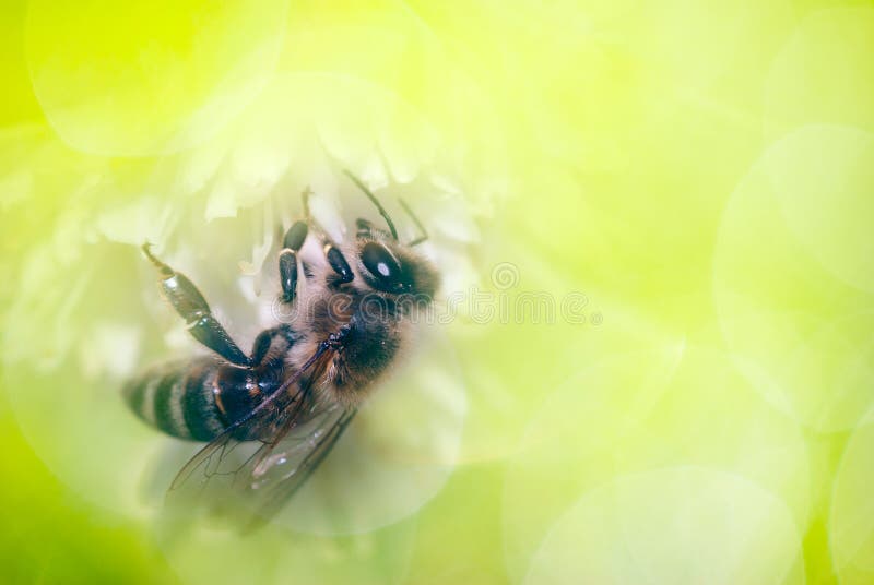 Abstract bee stock photo. Image of life, biology, petals - 28796502