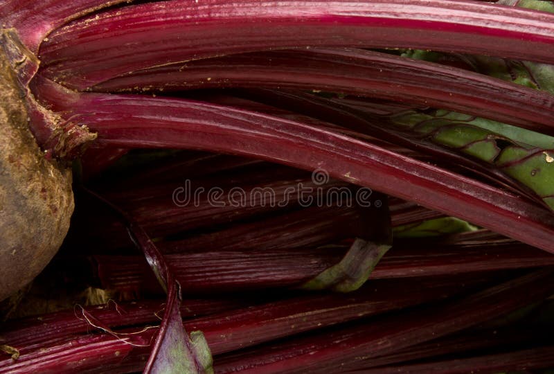Abstract Beetroot stock photo. Image of purple, nutritious - 16349854