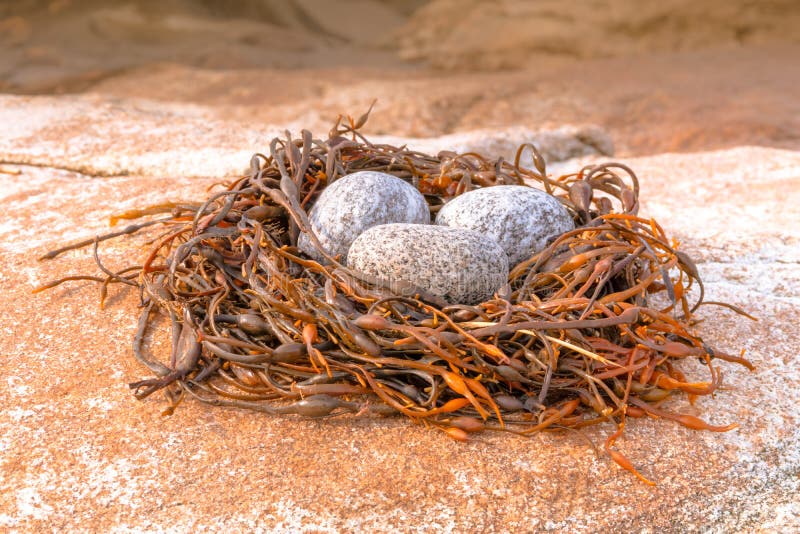 Abstract Bird Nest and Eggs Creation Stock Image - Image of lovely ...