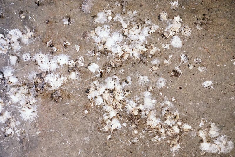 Abstract bird shit stock image. Image of disease, natural - 109436827