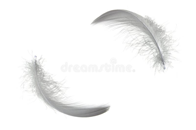 Abstract Black Feathers Falling in the Air. Freedom, Symbol of Peace ...