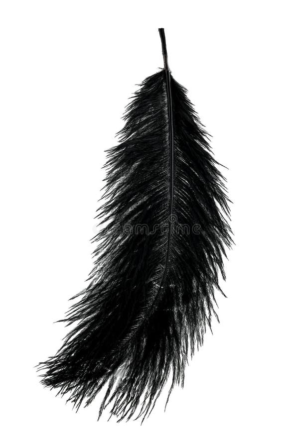 Abstract Black Feathers on White Background Texture Stock Photo - Image ...