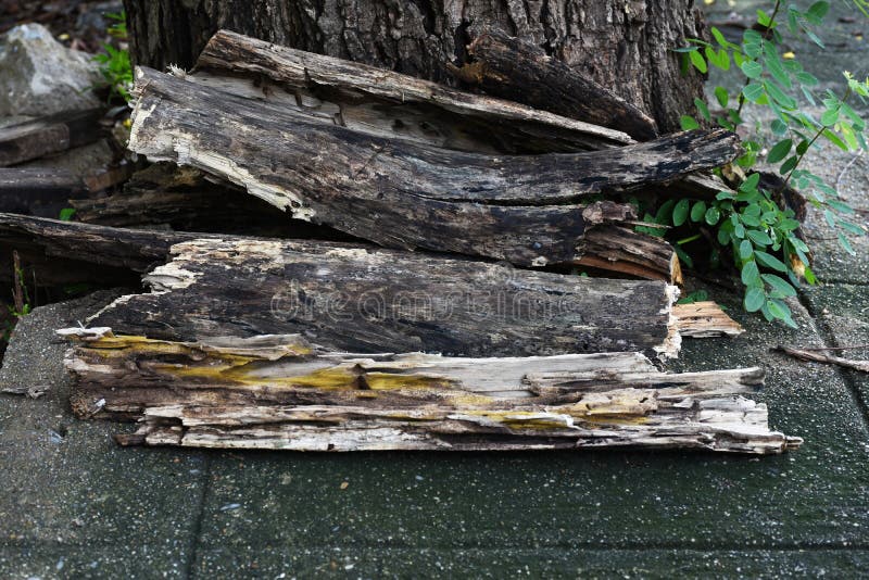 Abstractâ€‹ Decayed Woodâ€‹ Old, Dirty Layout. Stock Image - Image of ...