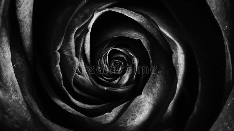 Abstract of Black Soft Rose Petals, Rotating Flower, Seamless Loop. Top ...