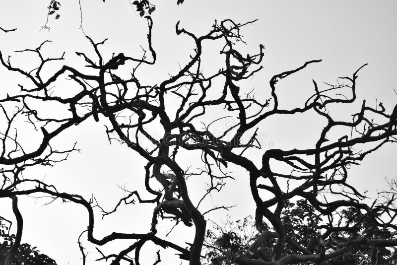 Abstract Black and White Dying Tree Branches Due To Climate Change ...