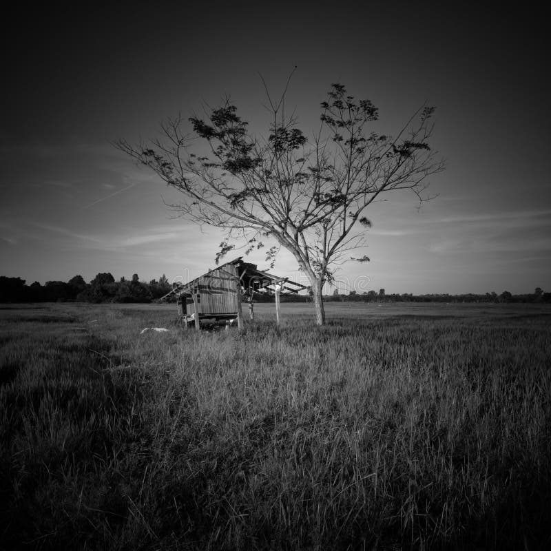 Abstract Black and White Landscape with Lonely Tree. Stock Image ...