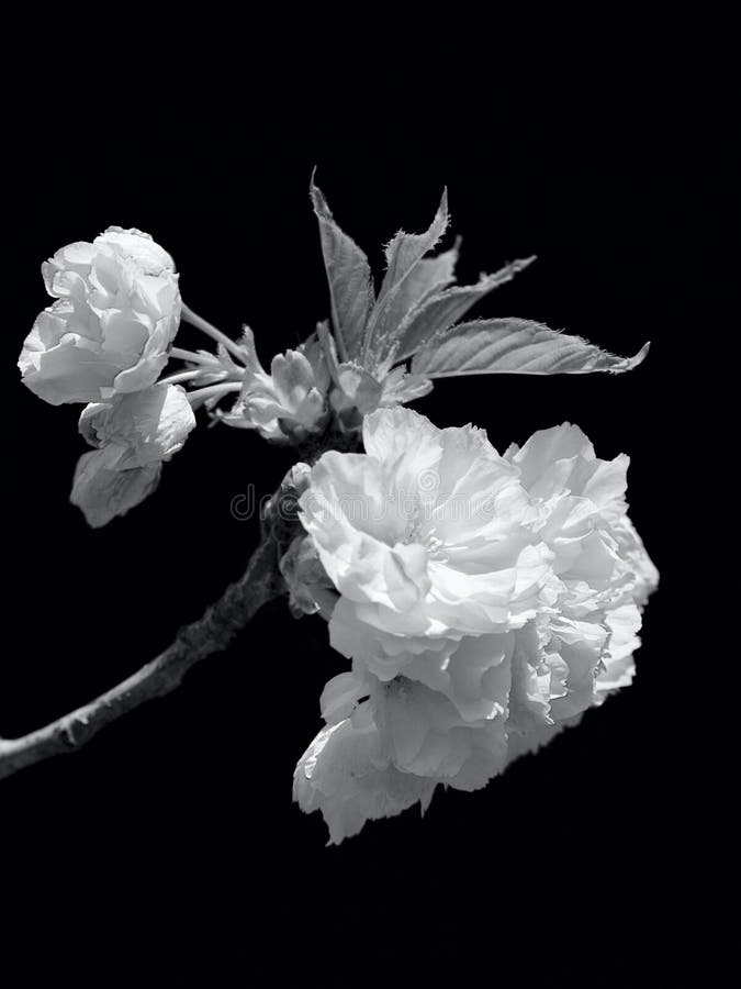 703 Black White Sakura Wallpaper Pc Stock Photos - Free & Royalty-Free ...