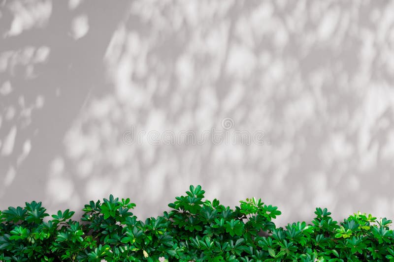 Abstract Black and White Shadow of Leaves Background Stock Image ...
