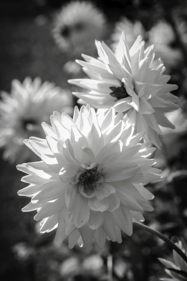Abstract Black and White Spring Blossom Close-up Stock Image - Image of ...