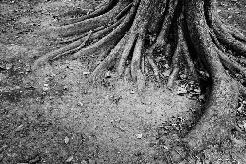 Abstract Black and White Texture of Large Tree Roots System on the ...