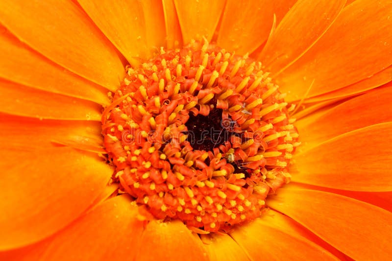 Abstract Bloom Orange Background Stock Photo - Image of flower ...
