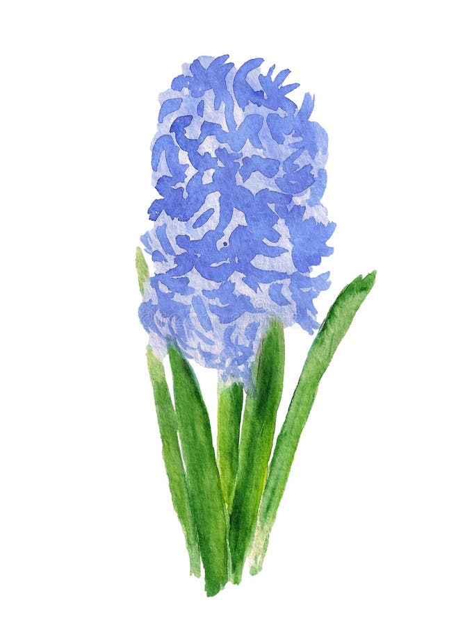 Blue Hyacinth Flower Watercolor Painting Stock Illustration ...