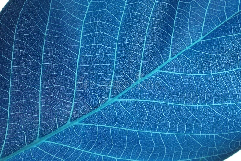Abstract Blue Leaf Background Stock Photo - Image of foliage ...