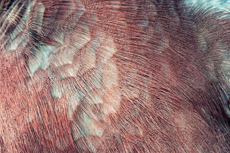 3,861 Amazon Texture Stock Photos - Free & Royalty-Free Stock Photos ...