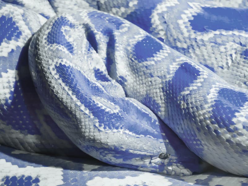 Abstract blue snake stock image. Image of snake, reptile - 200022193