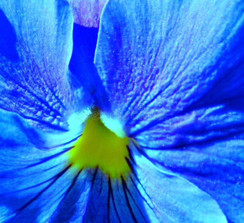 Abstract Blue Viola Flower Background Stock Image - Image of violets ...