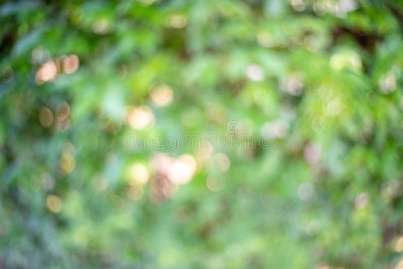 Abstract Blur Green Color for Background,blurred and Defocused Effect ...