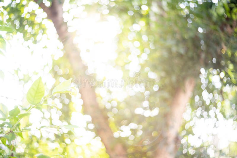 Abstract Blur Green Color for Background,blurred and Defocused Effect ...