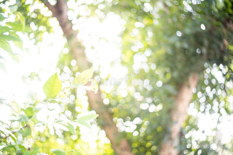 Abstract Blur Green Color for Background,blurred and Defocused Effect ...