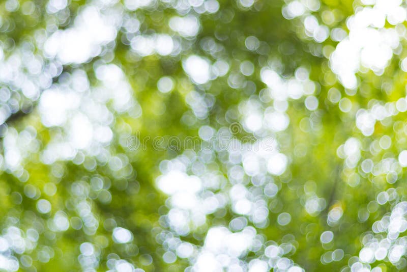 370+ Blur nature trees Free Stock Photos - StockFreeImages