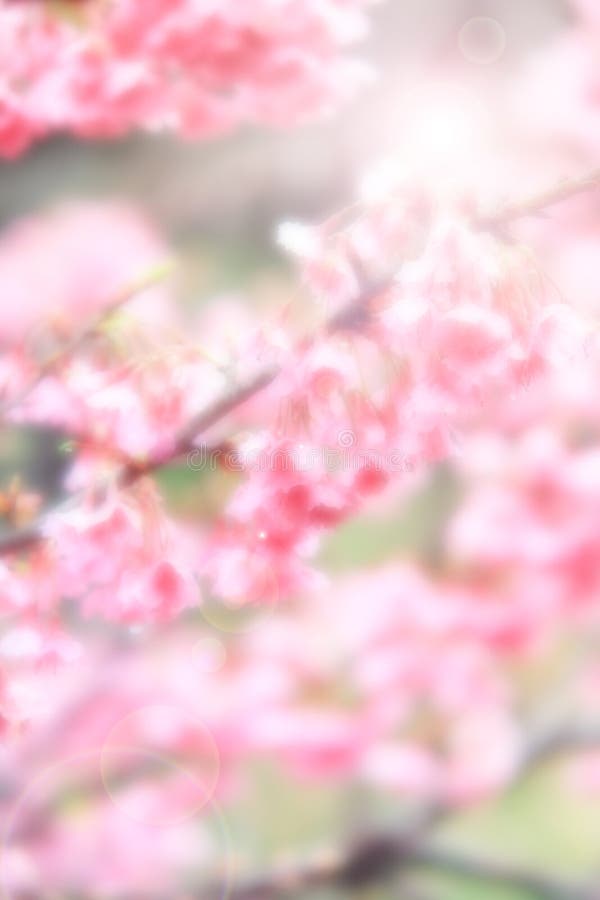 Abstract Blur and Soft Pink Sakura Stock Image - Image of abstract ...