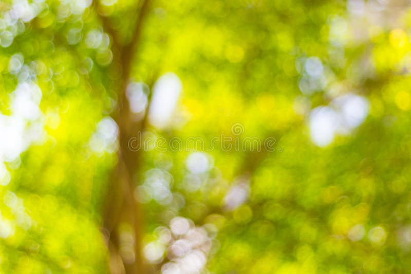 Abstract blur of the trees stock image. Image of celebration - 101036999