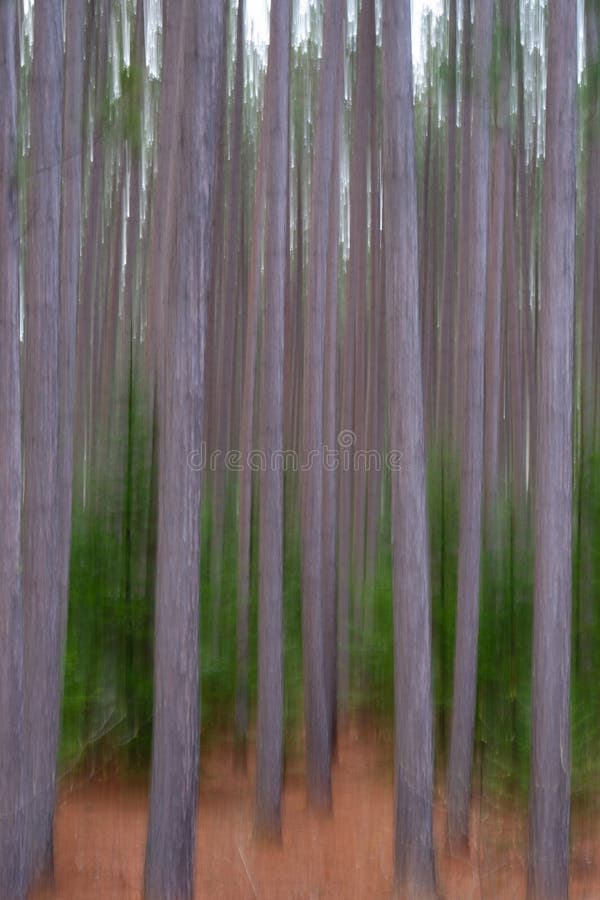 Abstract Blur of Trees and Forest Vertical Motion Effect through ...