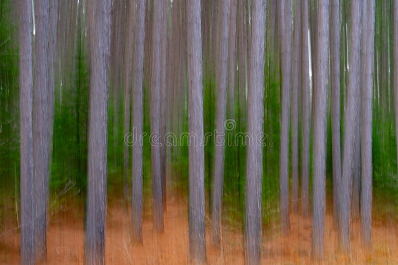 Abstract Blur of Trees and Forest Vertical Motion Effect through ...