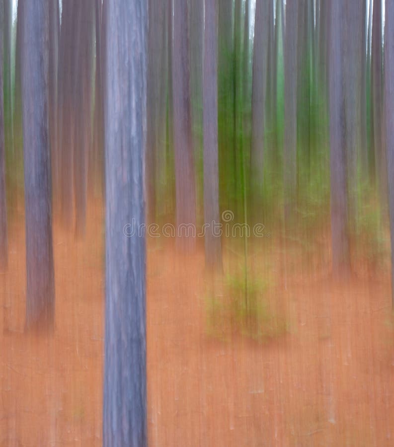 Abstract Blur of Trees and Forest Vertical Motion Effect through ...