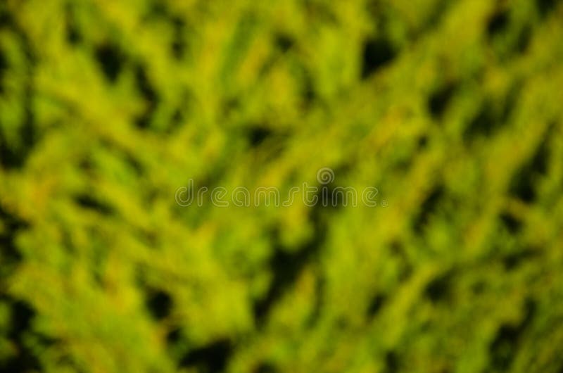 Abstract Blured Out of Focus Green Background Stock Photo - Image of ...
